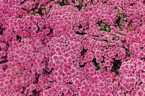 Premium Photo Pink Chrysanthemum Morifolium Ramat Flowers Blooming In