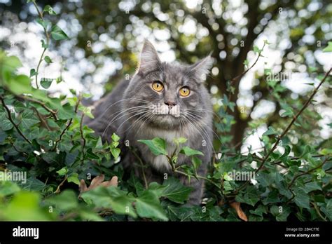 Young Blue Tabby White Maine Coon Cat Standing On Wall Covered With Ivy