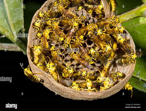 Tropical Wasp Nest Viewed From Below In The Rainforest Understory
