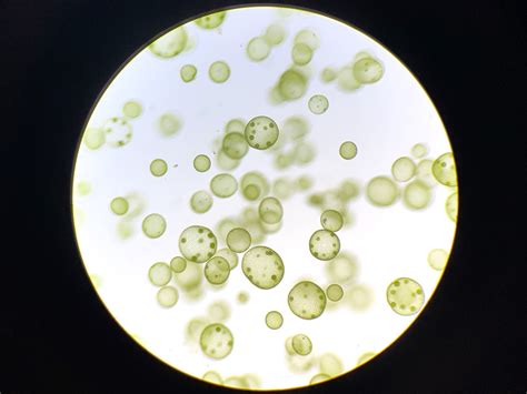 【わくわく体験活動】小学生の見る微生物って？ みんなの科学基地 とよはしプラネタリウム