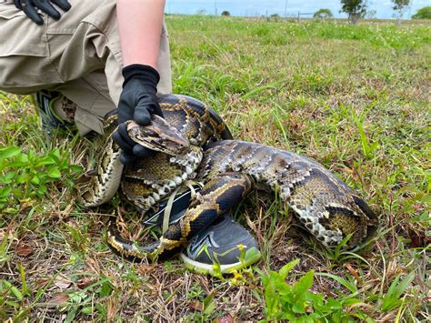 Anacondas Eating Alligators