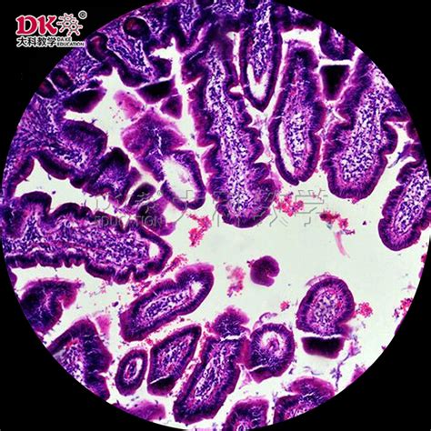 人小肠横切 消化系统 医学组织胚胎学生物切片 产品展示 河南大科教学仪器有限公司