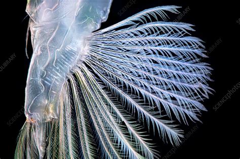 Phantom Midge Larva Light Micrograph Stock Image C0472140