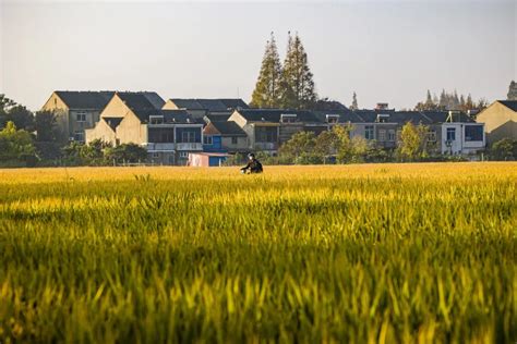 “丰”景独好，水稻开镰啦！澎湃号·政务澎湃新闻 The Paper