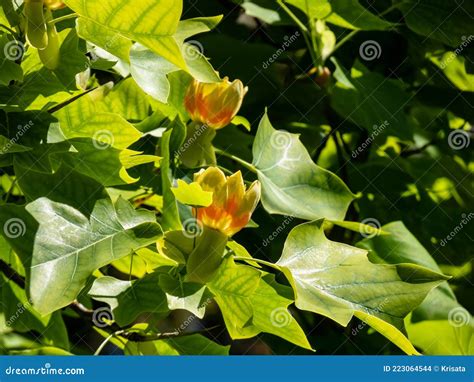 Flowering Tulip Tree Liriodendron Tulipifera Pale Green And Yellow
