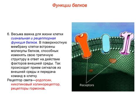 Biokhimia-10-1 - презентация онлайн