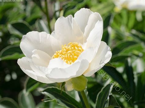 Kuva Valkoinen Pioni Paeonia Pioni Kasvi Perenna Valkoinen Kukka