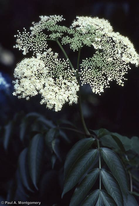 Sambucus Nigra Ssp Canadensis Native Plant Society Of Texas