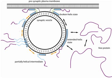 Folding And Misfolding Of Alpha Synuclein On Membranes Pmc