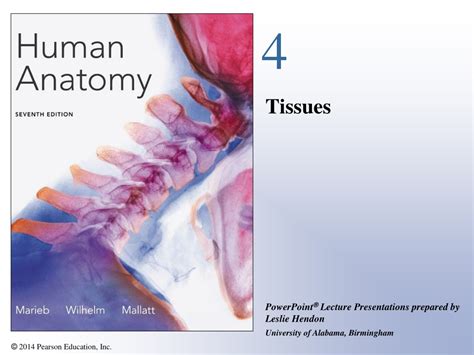 Ppt Epithelial Tissues Types And Functions Powerpoint Presentation