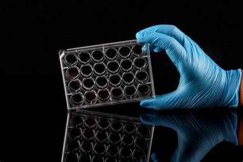 24 Well Cell Culture Plate Flat Tc Sterile 702003 Nest Ushelf