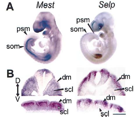 Selenop Mgi Mouse Gene Detail Mgi894288 Selenoprotein P