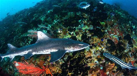 Shark Explorers Shark Cage Diving Cape Town Businesses In South Africa
