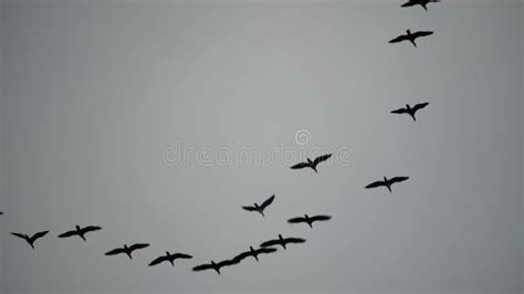 Flock Of Migratory Birds Cormorants Flying In Formation Silhouette Of