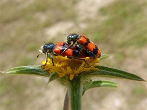 Trichodes Apiarius Pixabay