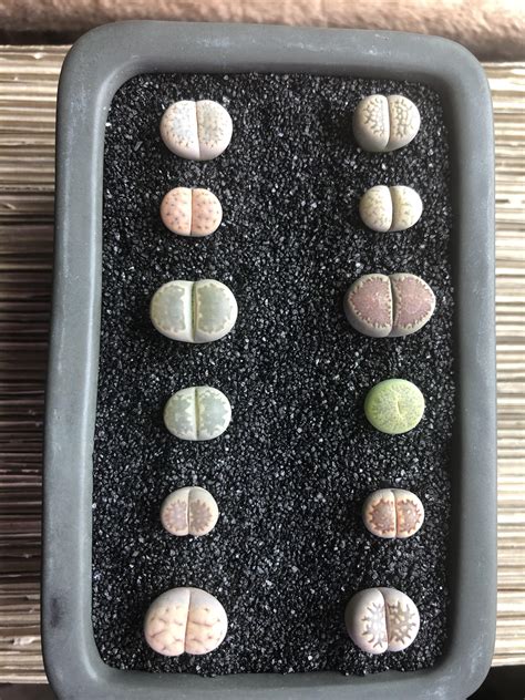 Repotted My Collection Of Tiny Lithops Today R Lithops