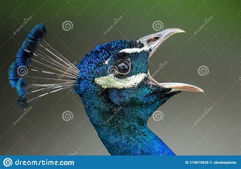 Male Peacocks Mating