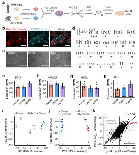Primate Cell Fusion Disentangles Gene Regulatory Divergence In