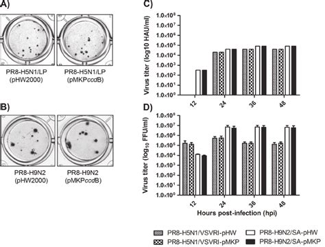 Characteristics Of 62 Reassortant Viruses The Pmkp Ccd B Plasmid