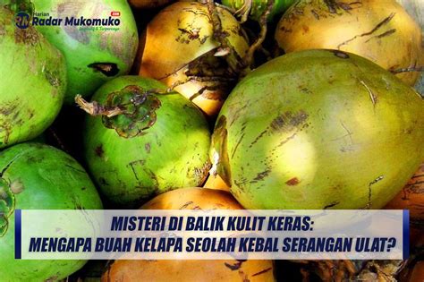 Misteri Di Balik Kulit Keras Mengapa Buah Kelapa Seolah Kebal Serangan