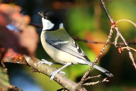 野鳥シリーズ42 シジュウカラ あきた森づくり活動サポートセンター シジュウカラ 野鳥 可愛い 動物