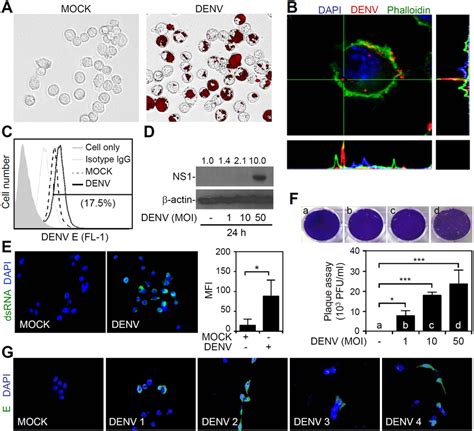 Denv Causes Infection Including Entry Viral Protein Expression And