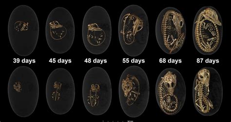 Interpretation Of Fossil Embryos Requires Reasonable Assessment Of