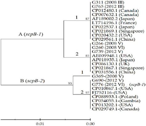 pathogens special issue group b streptococcus gbs
