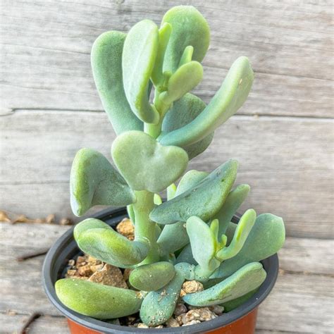 Sedum Allantoides Rose Goldi Alien Antennae Ezy Care Succulents