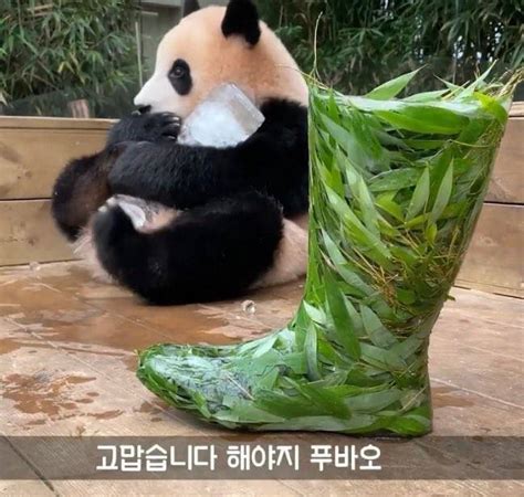 푸바오 작은할부지 진짜 로맨틱하심ㅠㅠㅠㅠ 인스티즈instiz 일상 카테고리