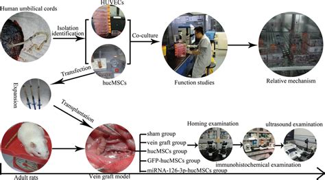 Schematic Representation Of In Vivo And Vitro Experimental Design And