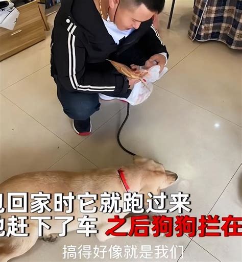 女子買夜宵偶遇流浪狗“擇主”，攔著車不讓走，上演“人狗奇緣” 伊人小築