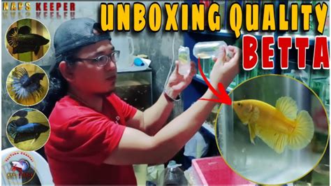 Unboxing Quality Betta Fish Youtube