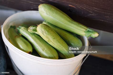 하얀 양동이에 큰 호박 여름 야채 수확 배경 에코와 잘 익은 야채를 곁들인 농민 제품 0명에 대한 스톡 사진 및 기타 이미지 0명 가득 찬 건강한 생활방식 Istock