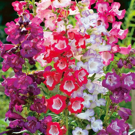 Купить семена Пенстемон Penstemon Sensation mixed в Москве: доставка ...