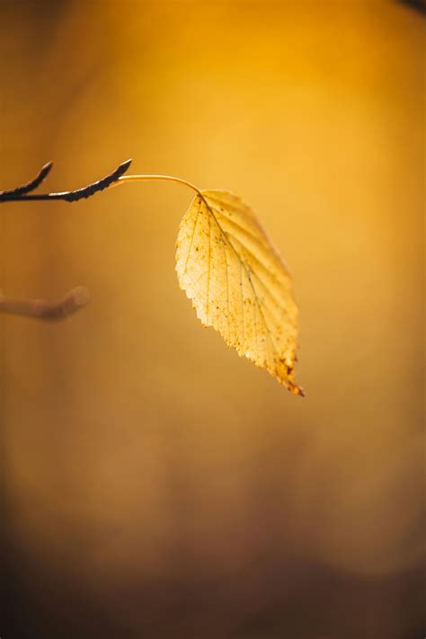 Бесплатные стоковые фото на тему Autumn безмятежный боке ботаника
