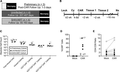 Cd20 Car T Cells Safely And Reversibly Ablate B Cell Follicles In A Non