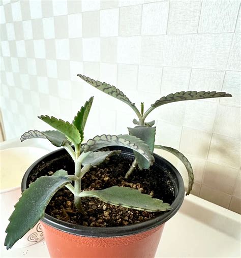 특이식물 꽃이 예쁘고 무한번식 당근 중고거래