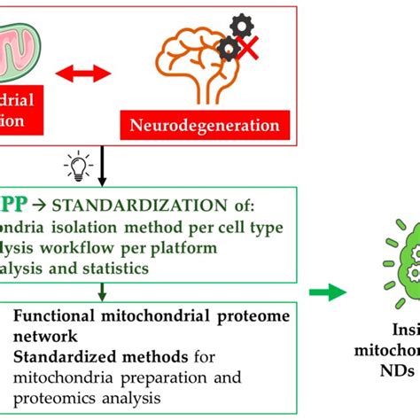 Mitochondria And Neurodegeneration Mitochondrial Dysfunction