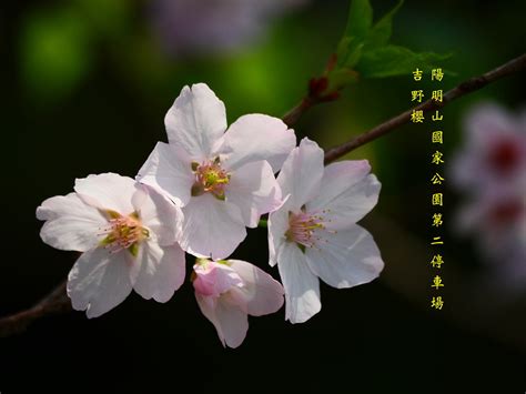 吉野櫻 陽明山第二停車場 卡娃思 Flickr