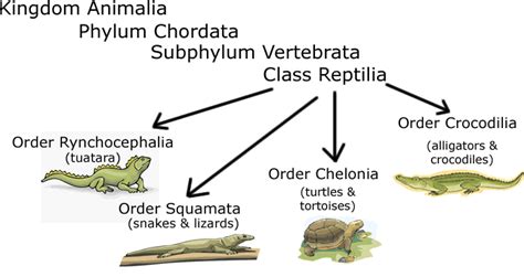 Orders Squamata Chelonia Crocodylia Classnotesng