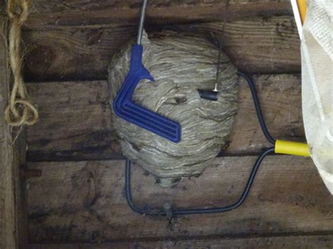 Wasps Why Are They Important Scottish Wildlife Trust