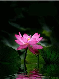 Lotus Gif Images Unseen Pictures You