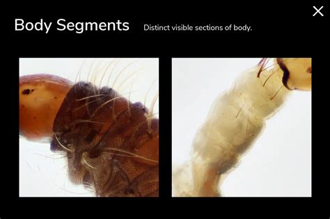 Macroinvertebrate Identification Key