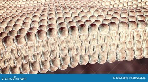 Cell Membrane Lipid Bilayer Stock Illustration Illustration Of Cell Background