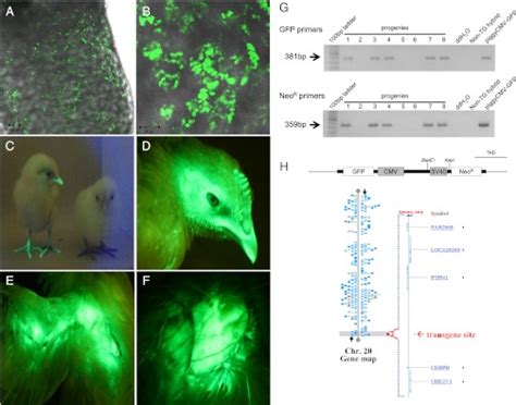 Piggybac Transposition Into Primordial Germ Cells Is An Efficient Tool