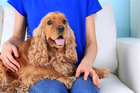 Premium Photo English Cocker Spaniel On Sofa With Owner