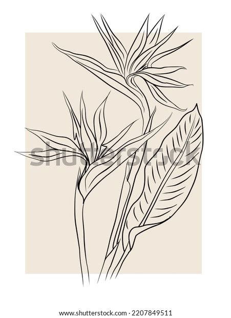 Bird Paradise Flowers Vector Logo Over 826 Royalty Free Licensable