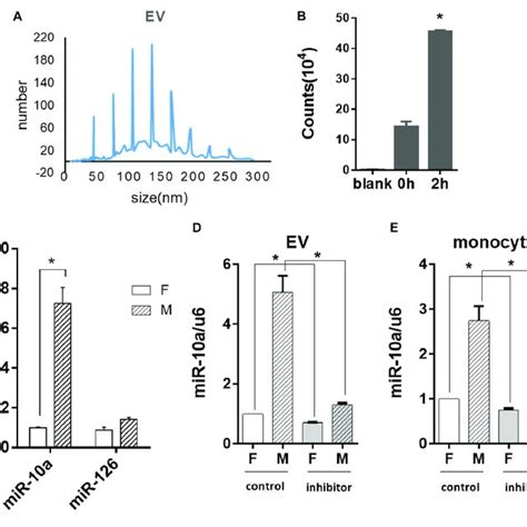 Morphology Modified Endothelial Cells Ecs Altered The Mir 10a Download Scientific Diagram