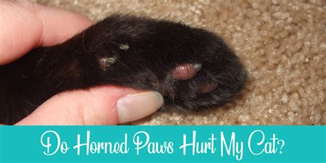 Do Horned Paws Hurt Cats 5 Treatment Options Raise A Cat